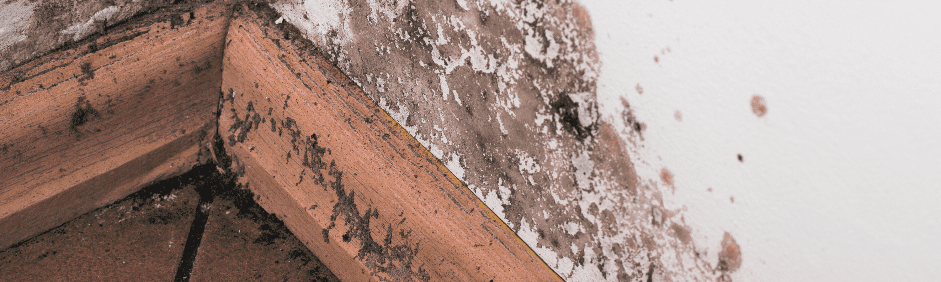 Identifying Mold Types and Their Terminology