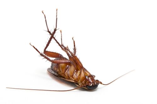 Finding and getting rid of roaches in your home